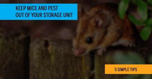 Keeping Mice & Bugs Out Of A Storage Unit - All Secure Storage - Mini ...