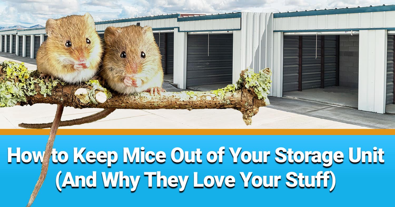 How to Keep Mice Out of Your Storage Unit (And Why They Love Your Stuff)